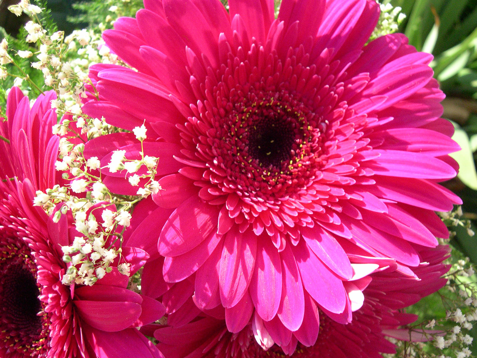 Imágenes de flores y plantas: Gerbera