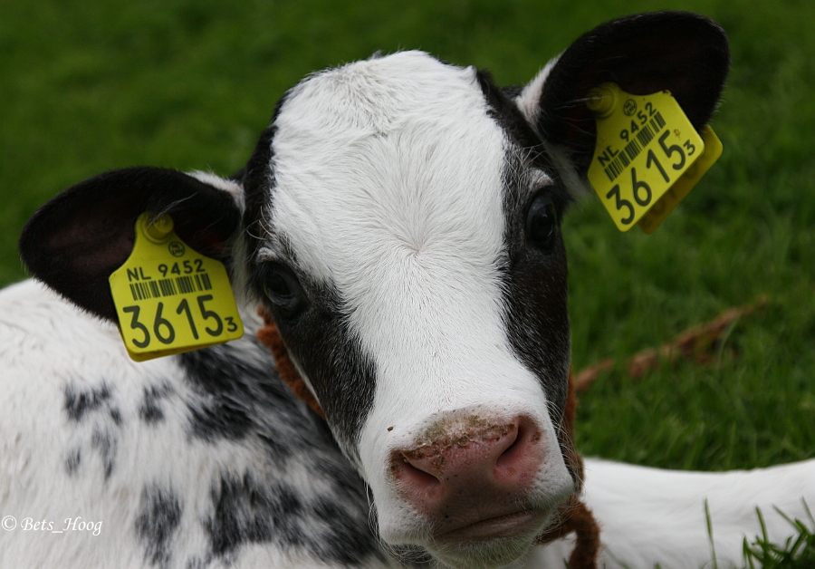 Bets Fotonieuws: Pasgeboren kalfjes