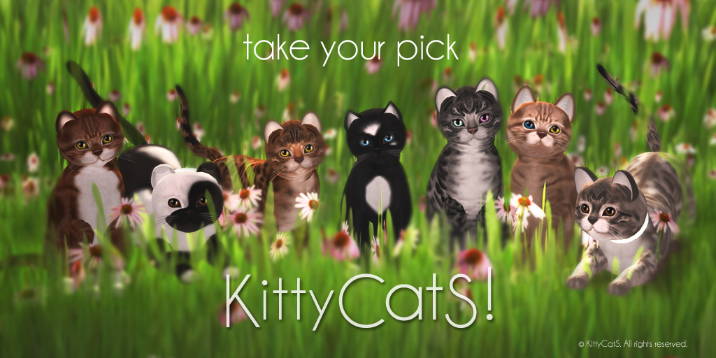caLLie cLine: KittyCatS! take YOUR pick!