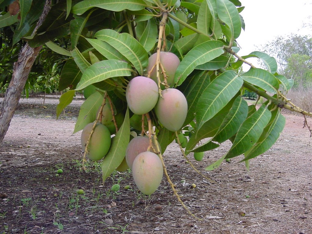 Sri Lanka - Shining Land: The Mango Tree