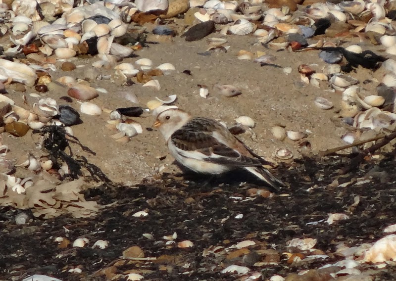 MERSEA WILDLIFE: FIRST ADDER OF THE SPRING