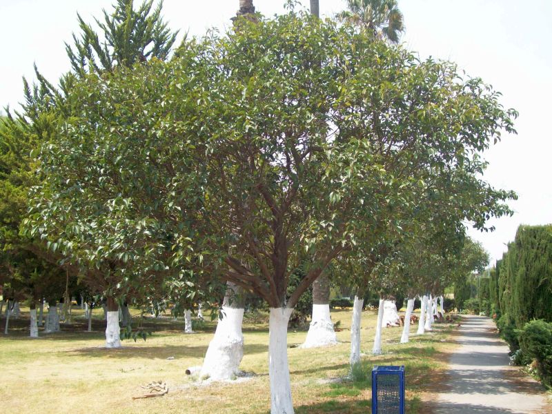 El cuexcomate: Top 10 de árboles ornamentales del Colegio de ...