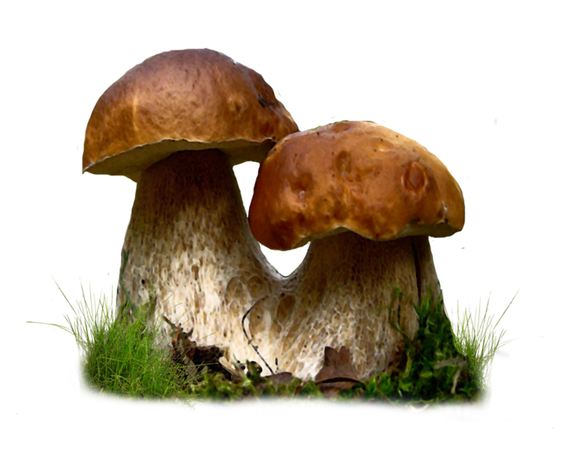 ® Colección de Gifs ®: IMÁGENES DE HONGOS