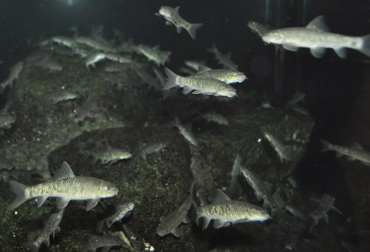 ZOOTOGRAFIANDO (6.100 ANIMALS): PEZ DOCTOR / DOCTOR FISH (Garra rufa)