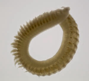 Variety of Life: Annelida