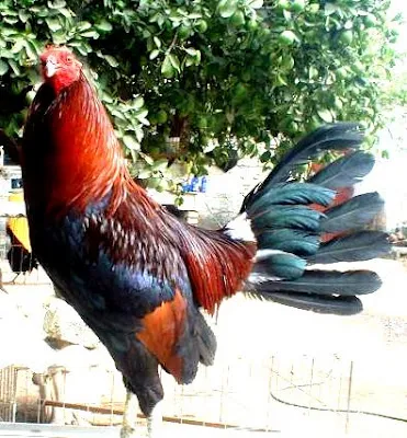 EL GALLO NAVAJERO EN MÉXICO | Ver Fotos de Gallos de Pelea del Mundo