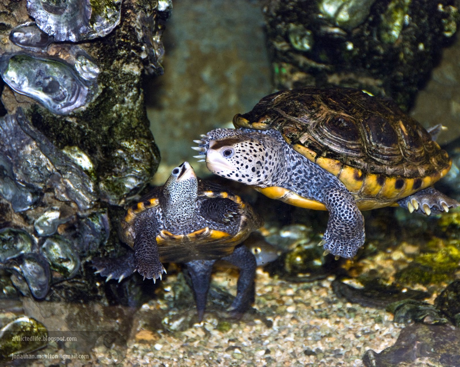 This Year Behind the Lens: Totally awesome turtles