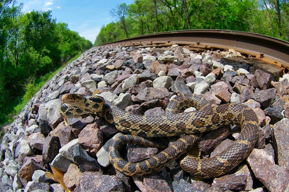 Herpedex: All the Herps I Have Seen In The Wild: Spring Herping at Allerton