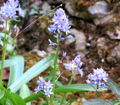Flores silvestres de color azul, morado o lila -6