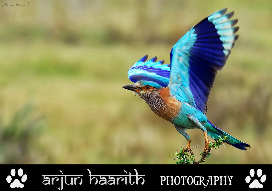 Arjun Haarith: Birds of Karnataka - Kannada Names