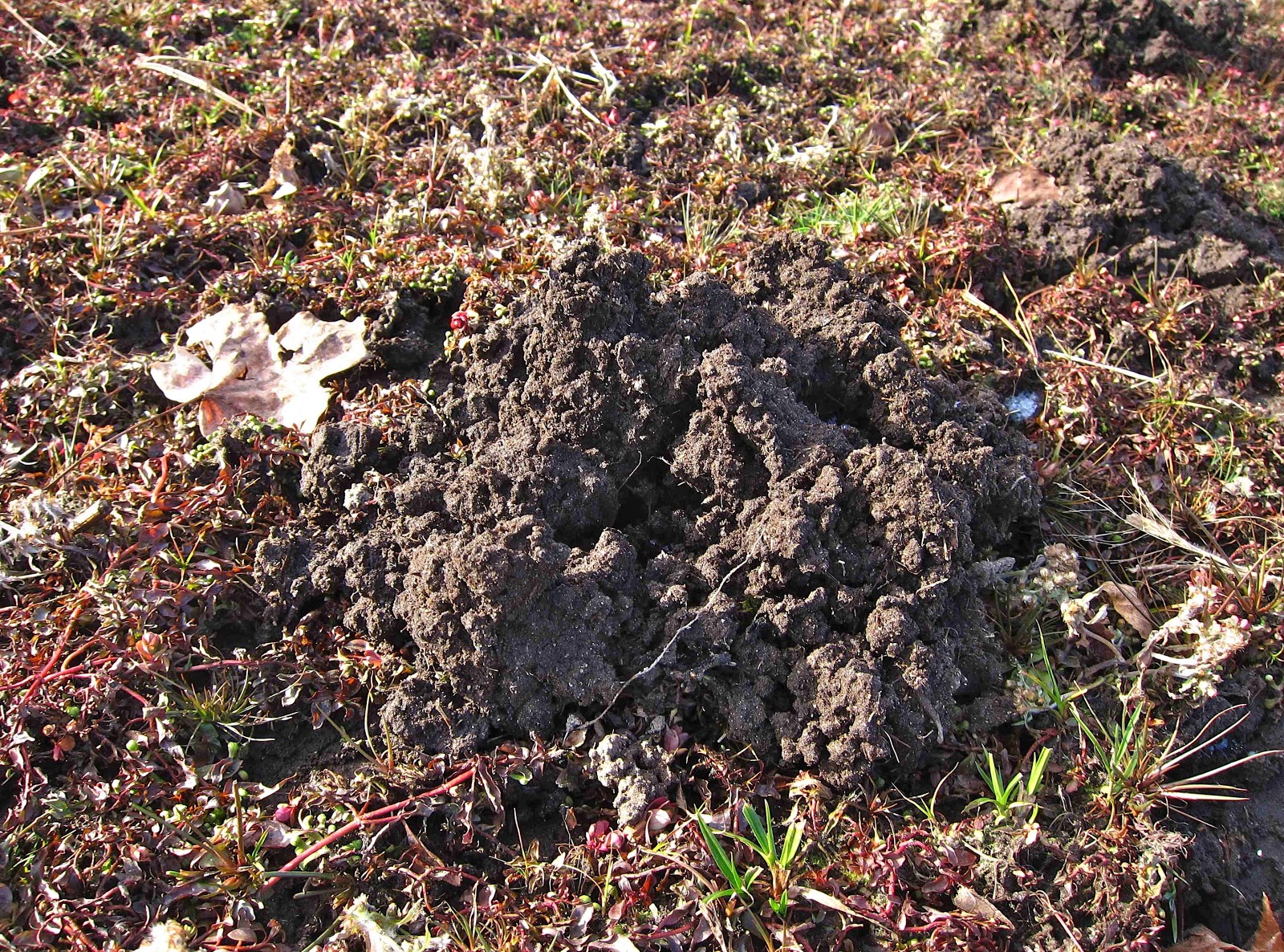 Saratoga woods and waterways: Mystery Mud Piles at Mud Pond