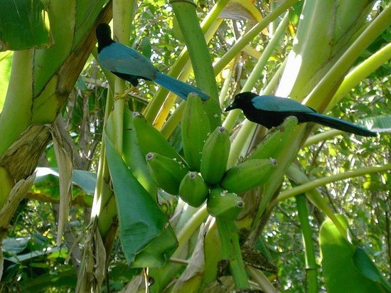 Historia y geografía de Quintana Roo.: FLORA Y FAUNA DE MUNICIPIOS (DG)