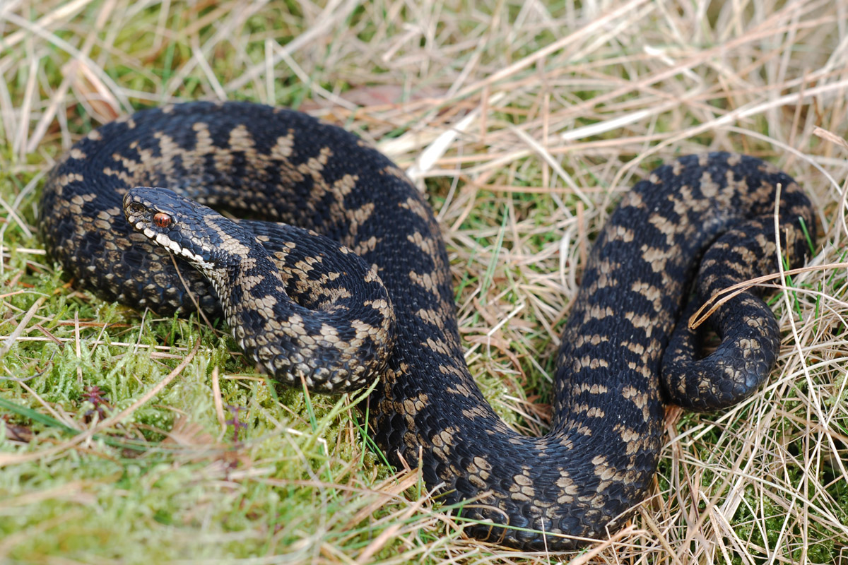 Adder