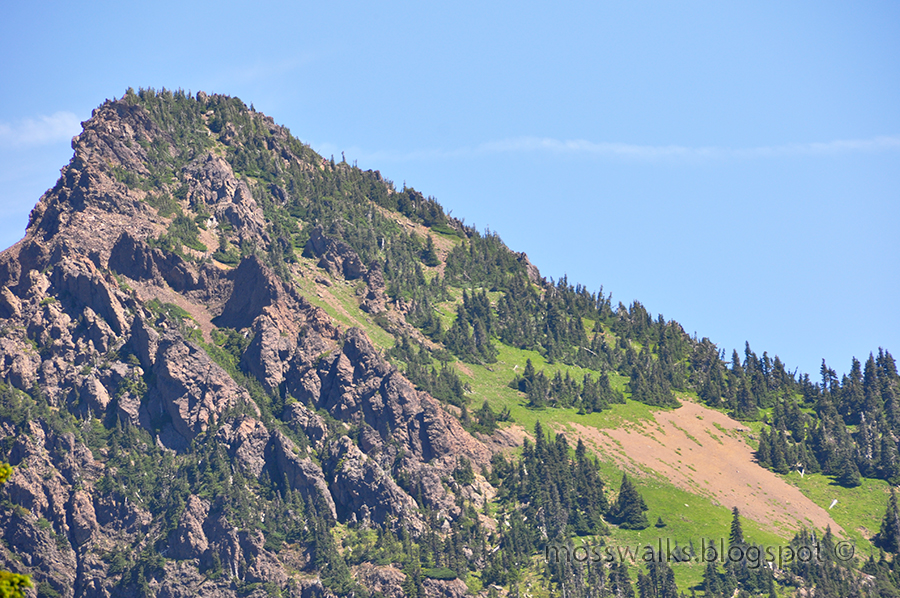 Walks with Moss: Mount Rose Loop in the Heat