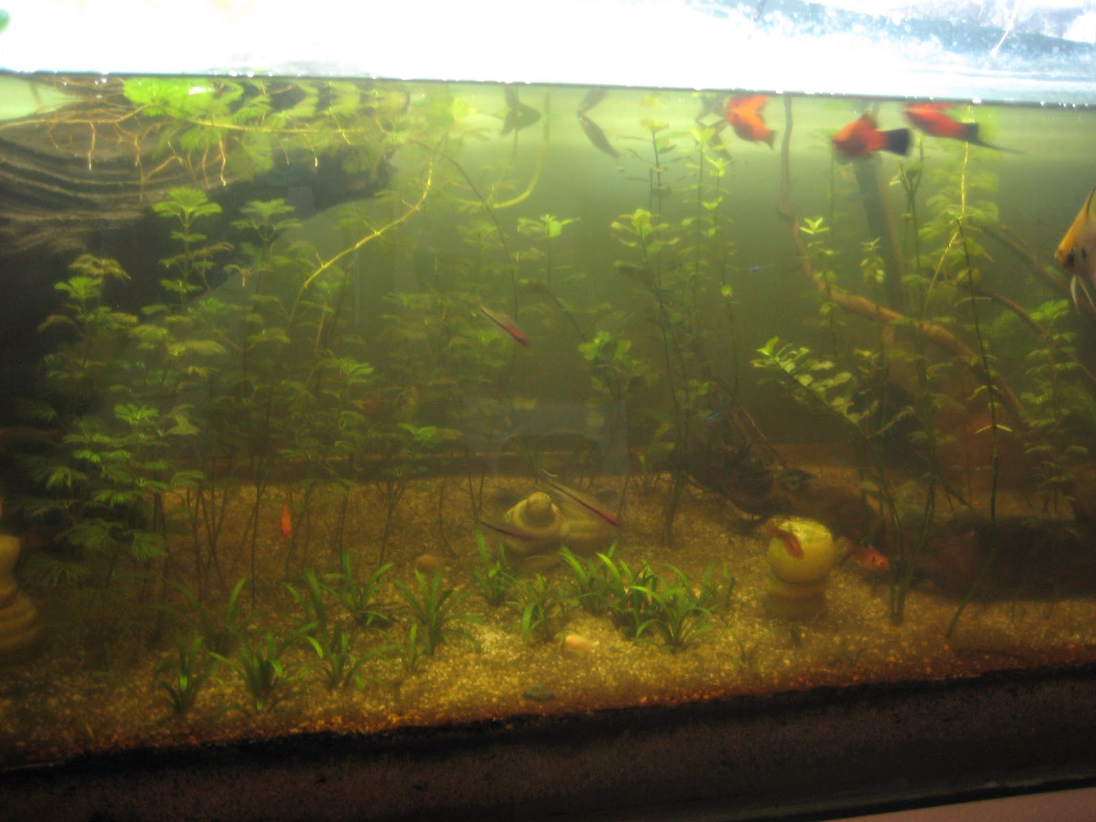 My Fresh Water Aquarium - Natural Planted Tank (Walstad Method ...
