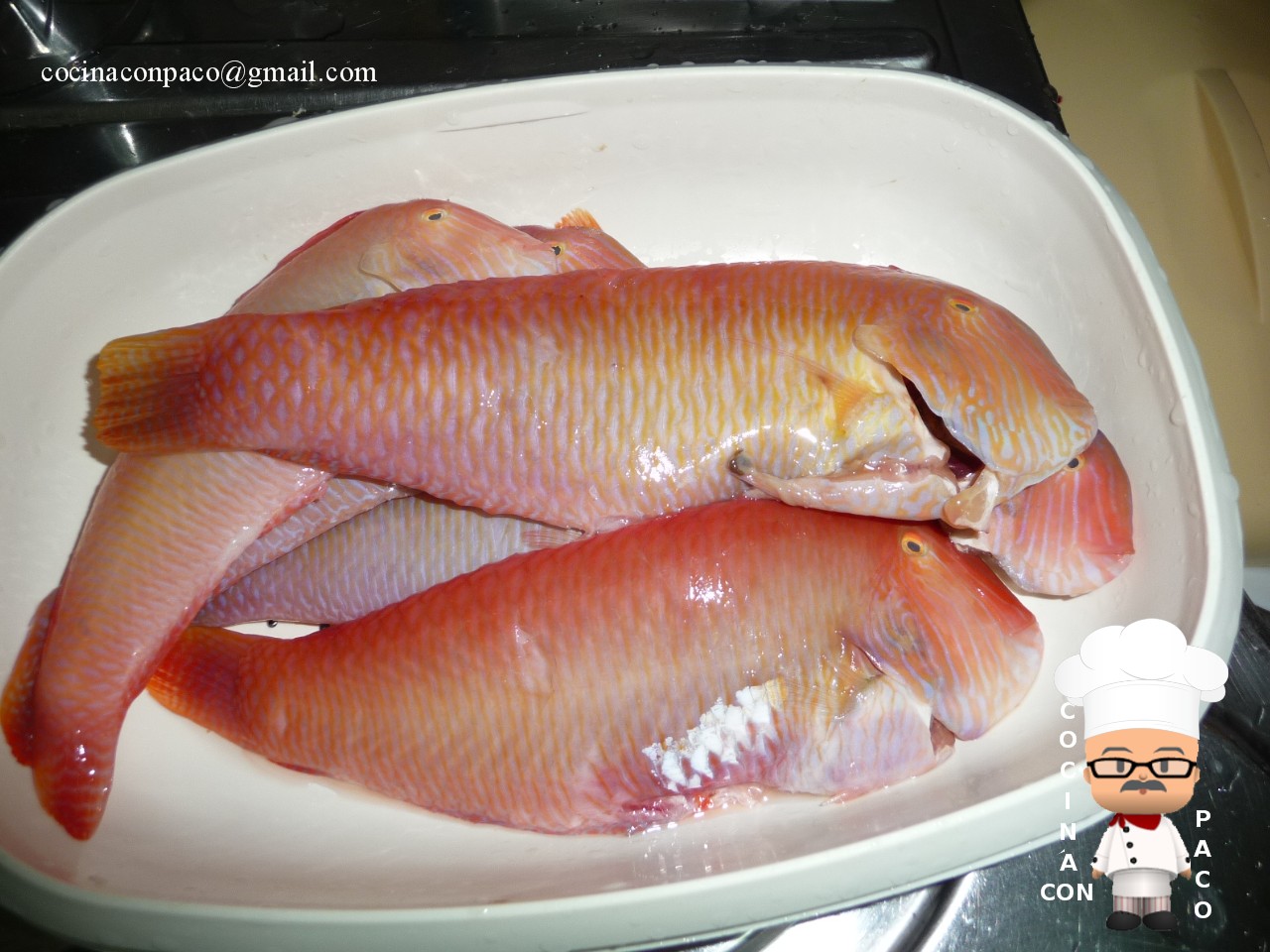 Cocina con Paco: Pez Lorito, Raor, Papagayo, Pinta o Galán