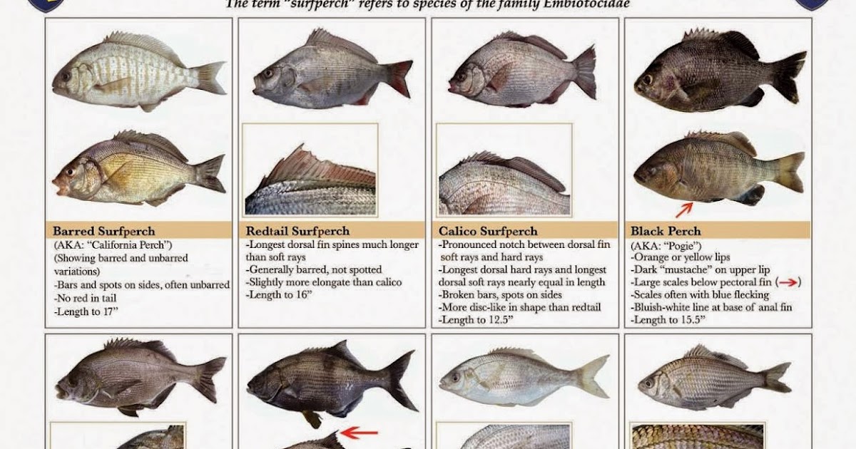 Hunting and Fishing California: Surf Perch Identification