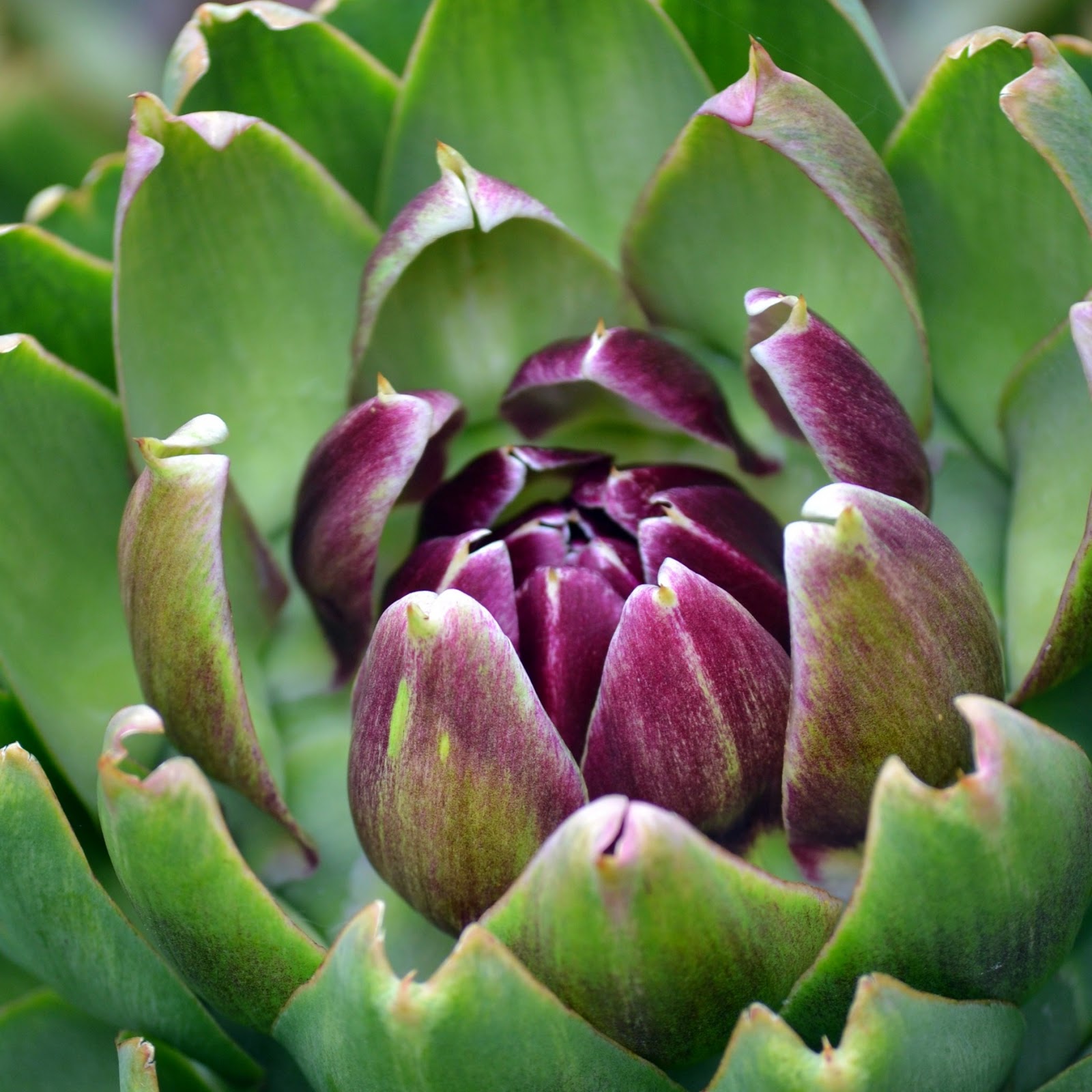 MALINALLI · herbolaria médica: ALCACHOFA o ALCAUCIL, artichoke · Cynara ...