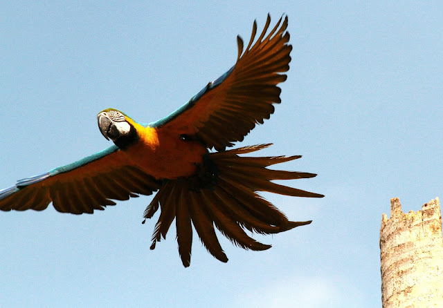 Nuestro bello mundo...: Guacamayos en vuelo, Fotos tomadas en el Parque ...