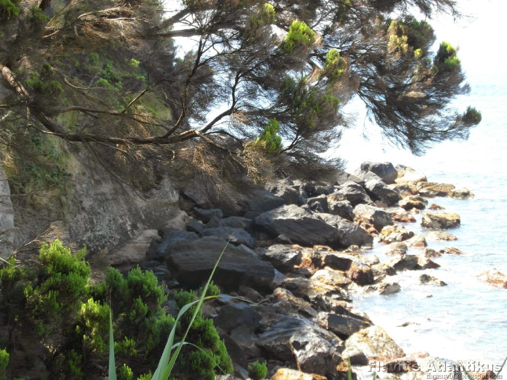 FLAVIUS ATLANTIKUS: Trilho da Praia da Amora - Ponta Garça (Vila Franca ...