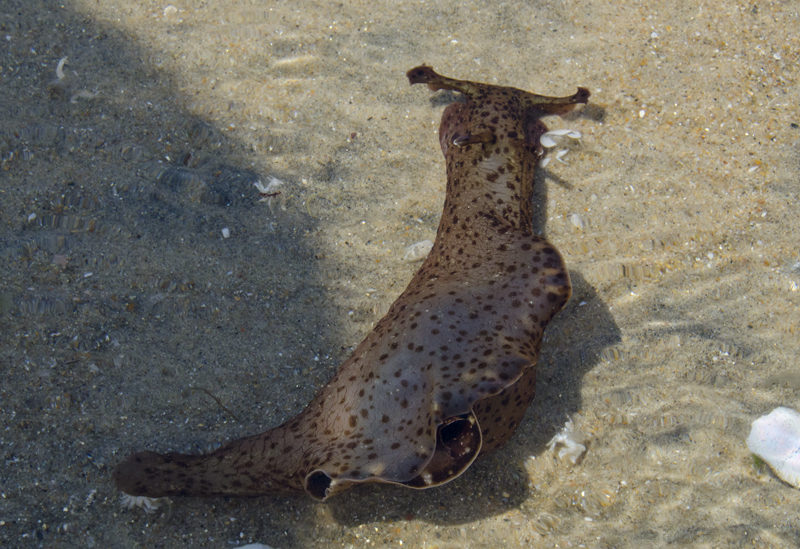 The Wayward Hawaiian: Sea Hare, Aplysia californica