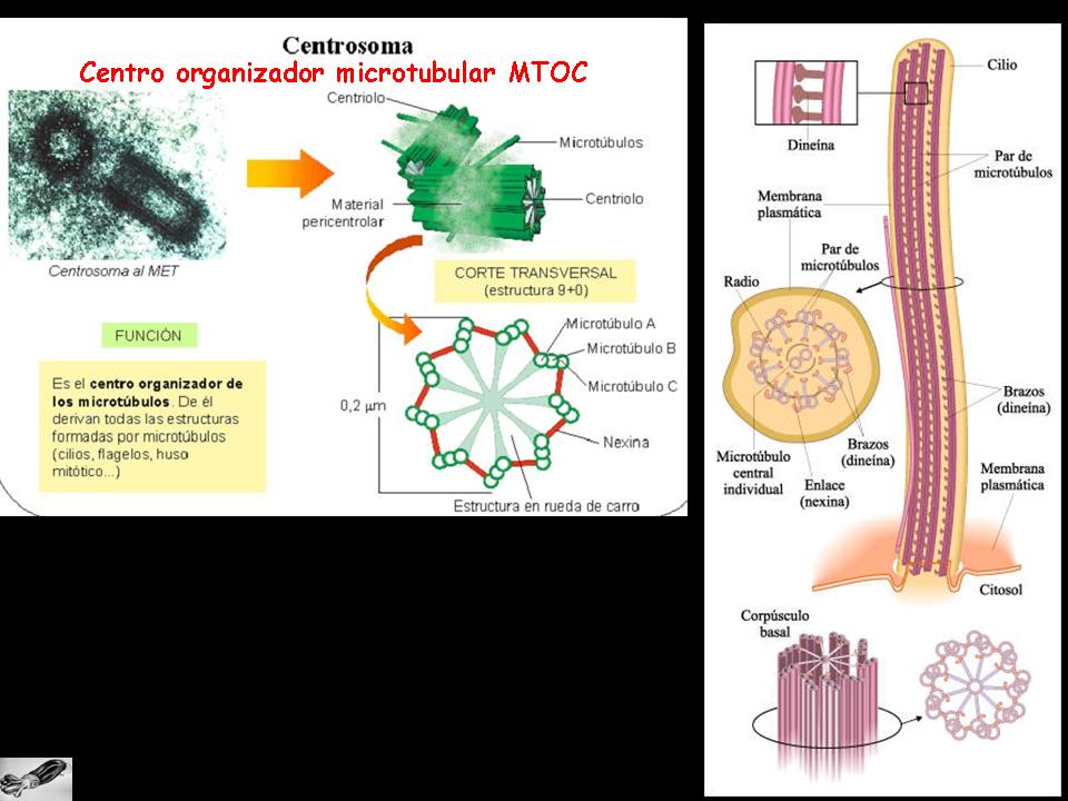 ...y la vida evolucionó: Citoesqueleto: microtúbulos-9/15