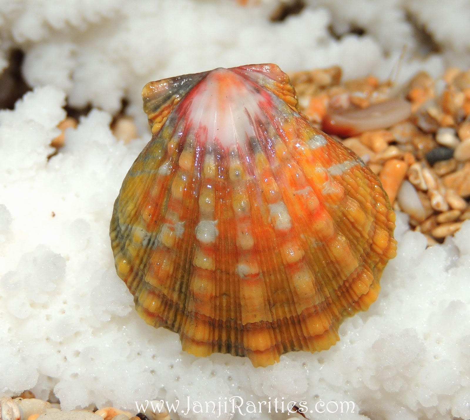 Kahelelani & Sunrise shell jewelry by.... Janjira