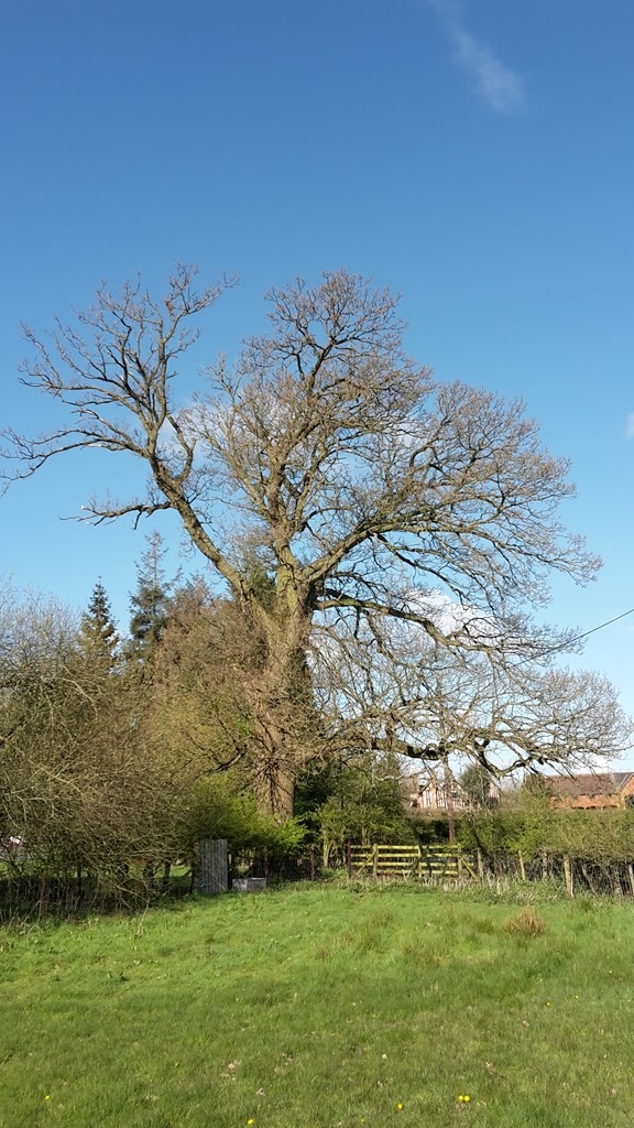 An English Homestead: Giant Oak Tree Reduction