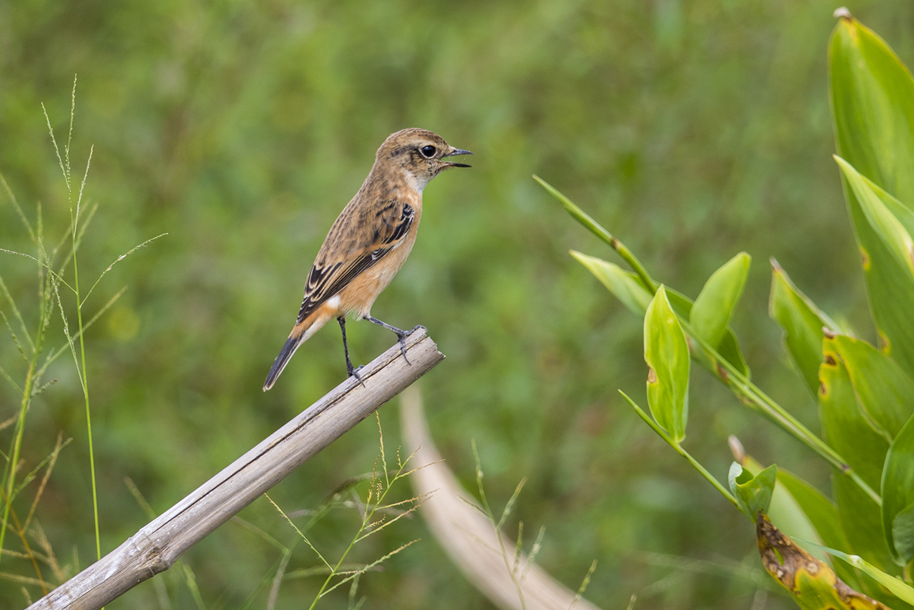 As The Crow Flies - a Hong Kong Birding Blog: An Untickable Bird