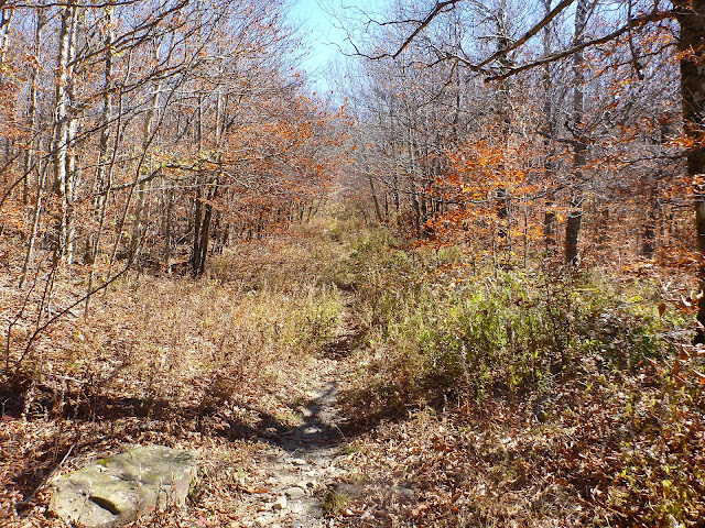 GSMNP - HIKER: Hike Up Mud Gap To Whigg Meadow Grassy Bald