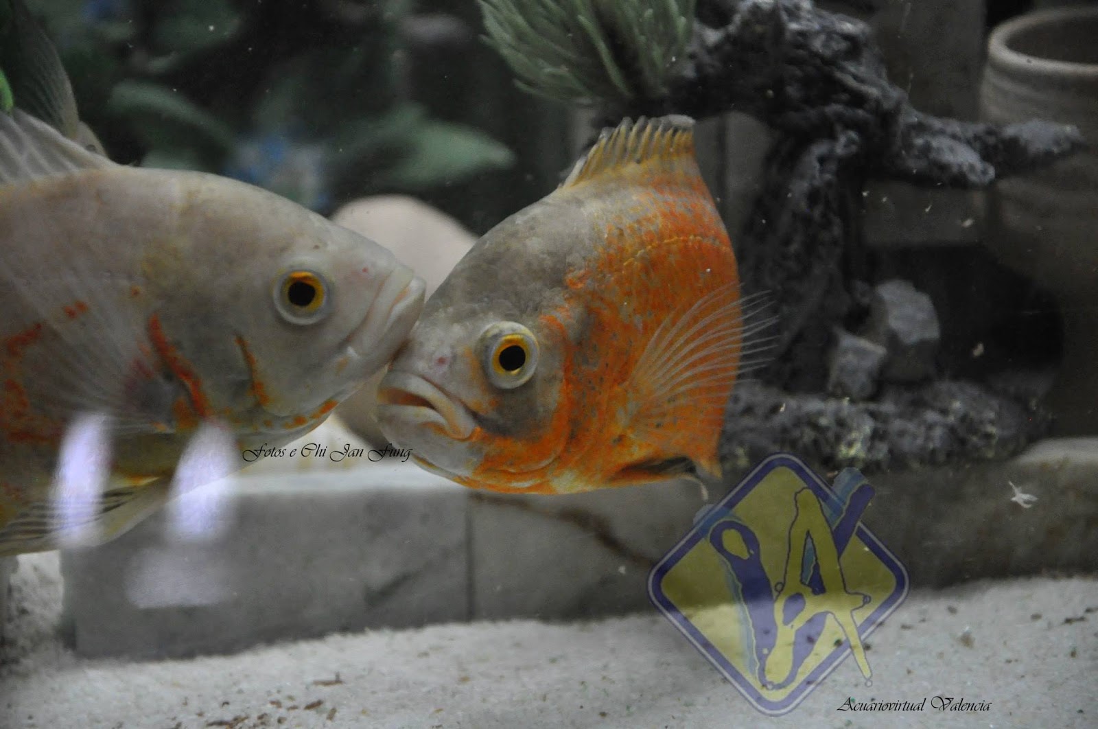 Acuario Virtual:::...: Pez Oscar Alimentacion, Cuidados y Otros Datos.