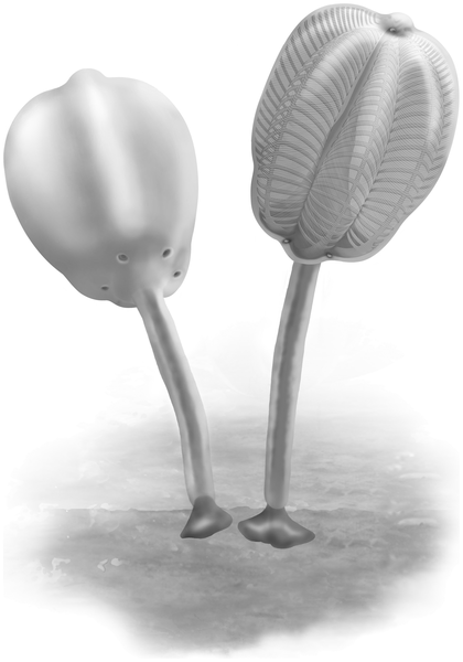 Life Before the Dinosaurs: Siphusauctum.