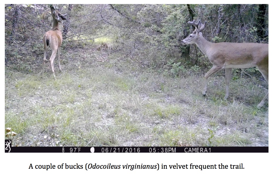 Texas Cryptid Hunter: July 2016