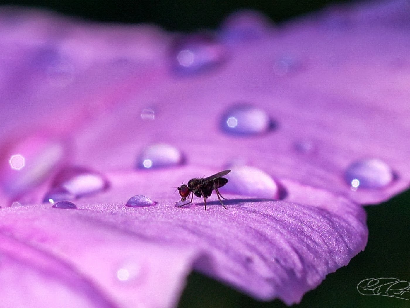 Fondos de escritorios gratis: Petalo de flor violeta