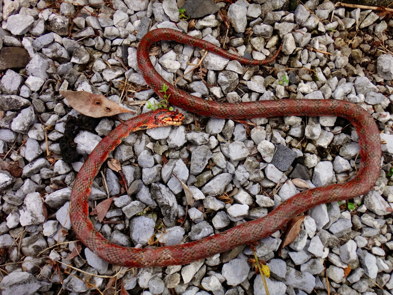 Yakushima Life: Snakes in Yakushima