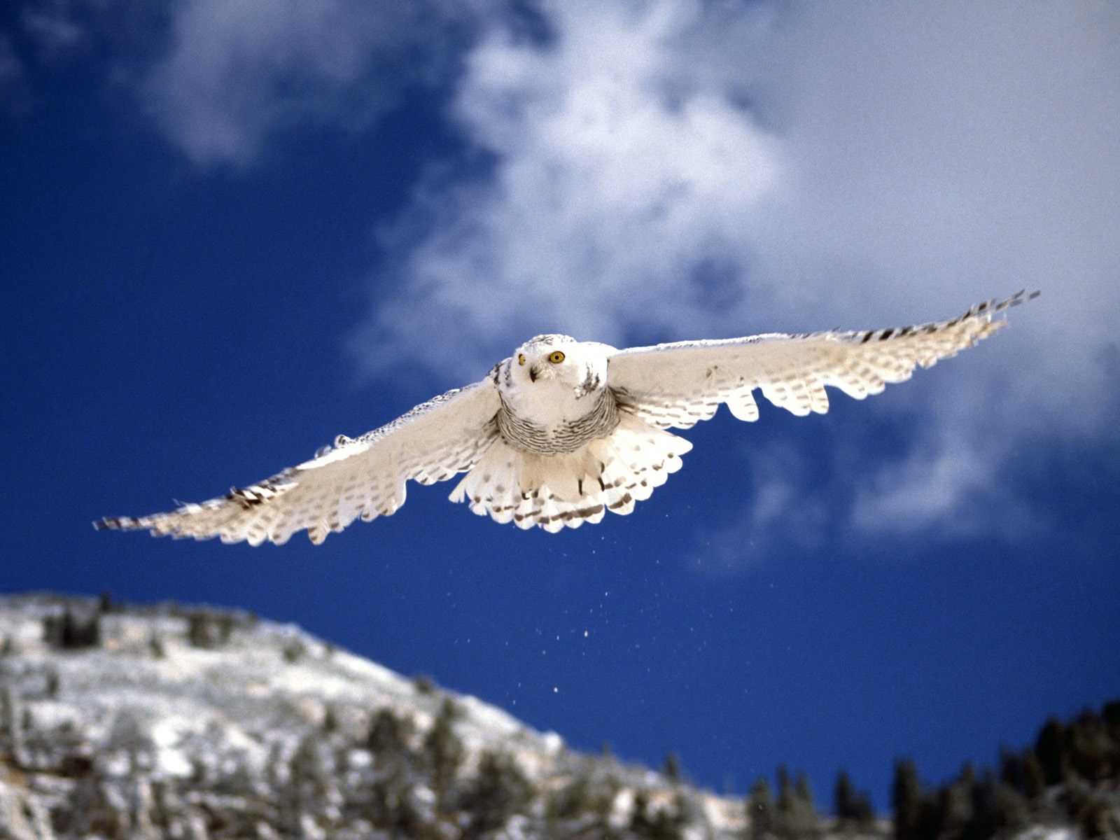 Snowy Owl | Poem