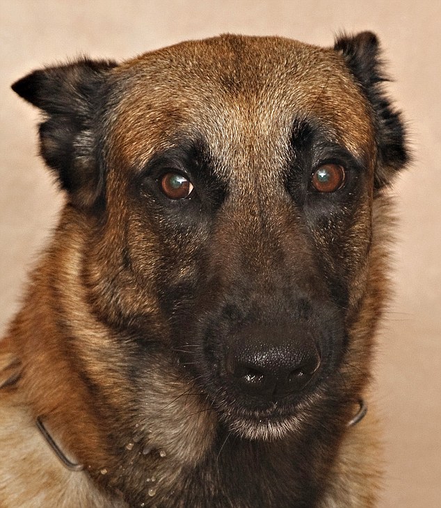 White Wolf : Stunning photos of dog's expressions : Scientists reveal ...