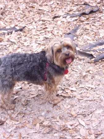 Dog Day Afternoon Boarding, Doggie Daycare & Grooming: Happy Haley!