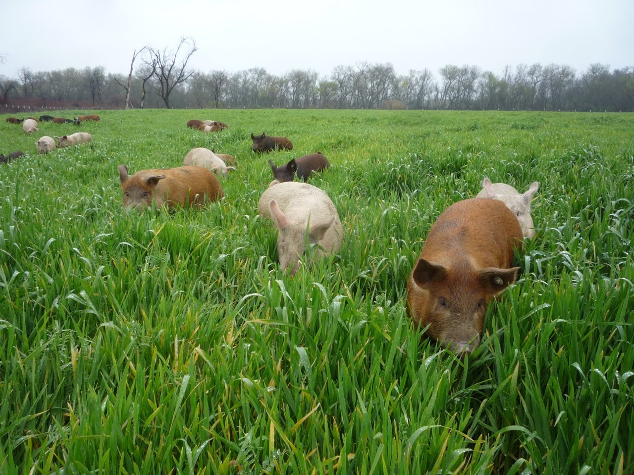 Riverdog Farm Hog Blog: Pigs in Spring Pasture