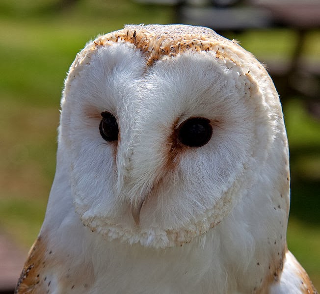 The Future of Birds: Barn Owl: status, conservation, research, news