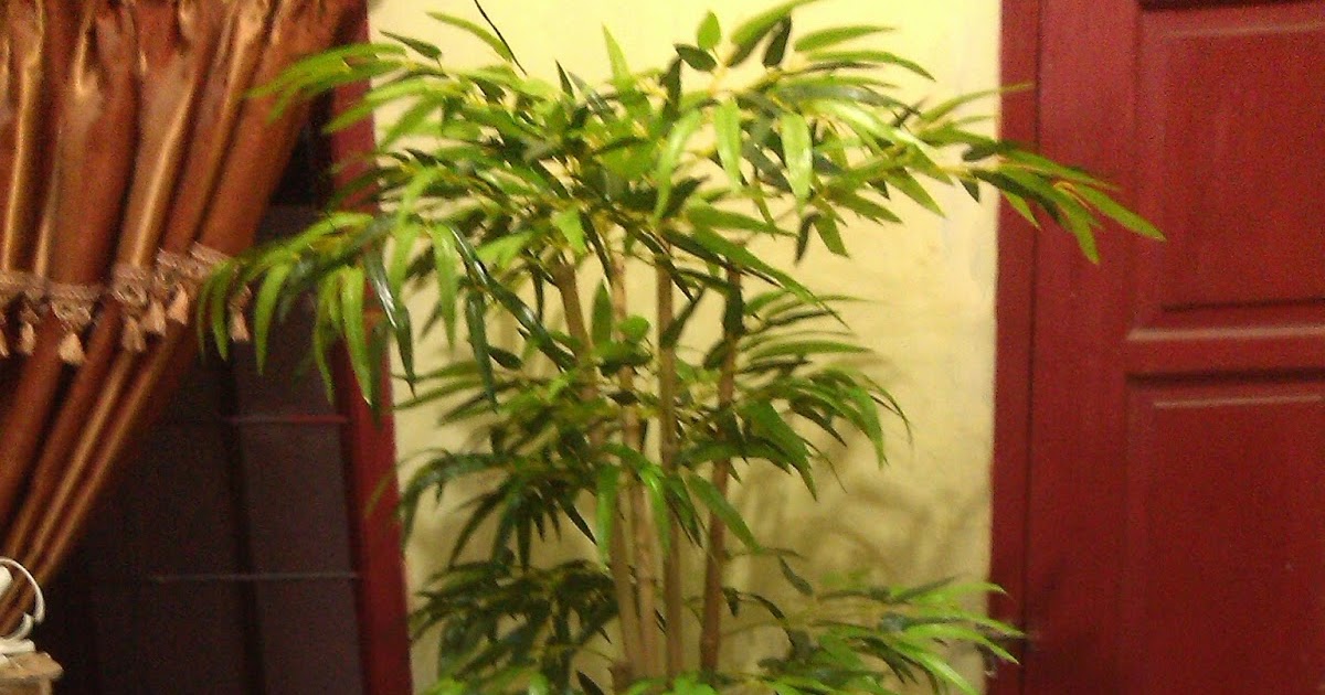 18+ Terbaru Bunga Bambu, Gambar Bunga