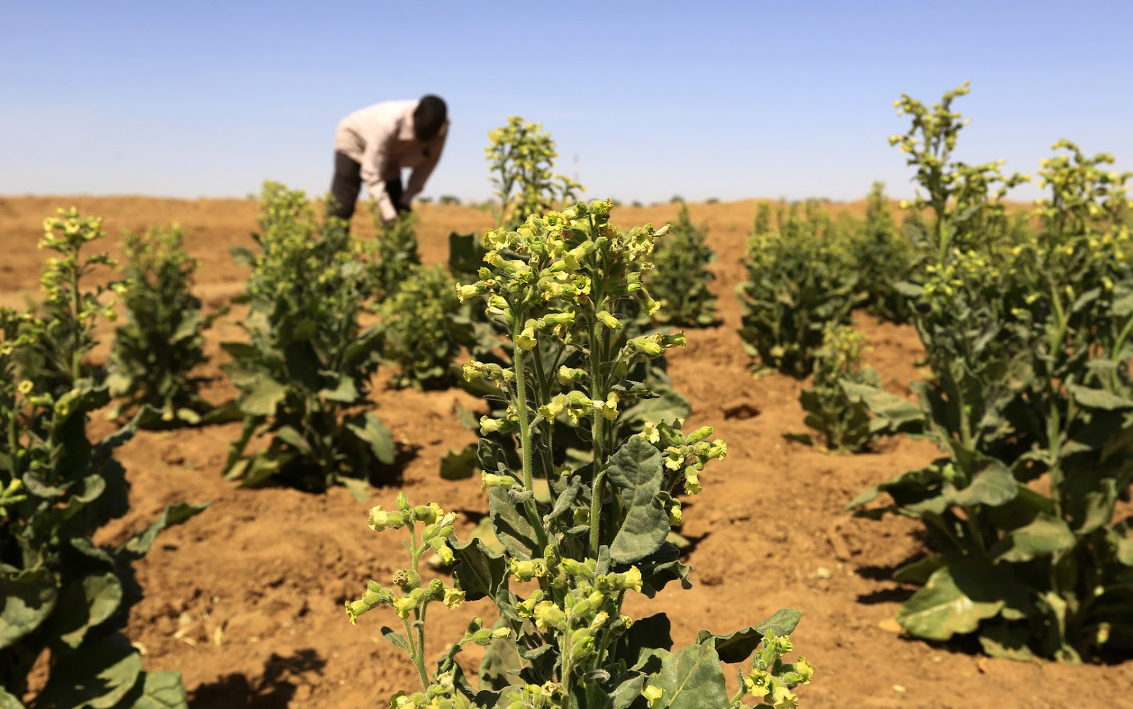 tabako - philippin news collections