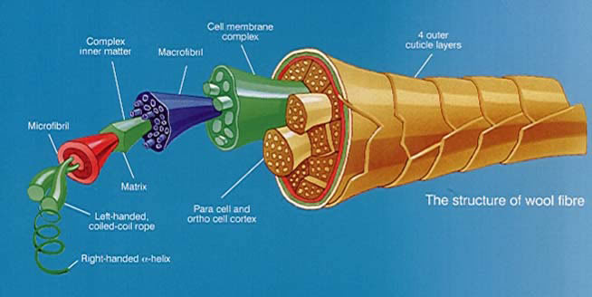 Art Quill Studio: Protein Fibers – Wool versus Silk[1]Art ResourceMarie ...