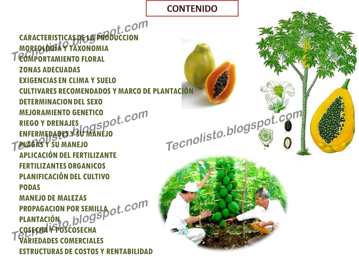 Todos los Manuales que Necesitas: Manual Cultivo Siembra de Lechosa Lechoza