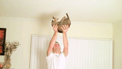Workout with your cat (8 gifs) | Amazing Creatures