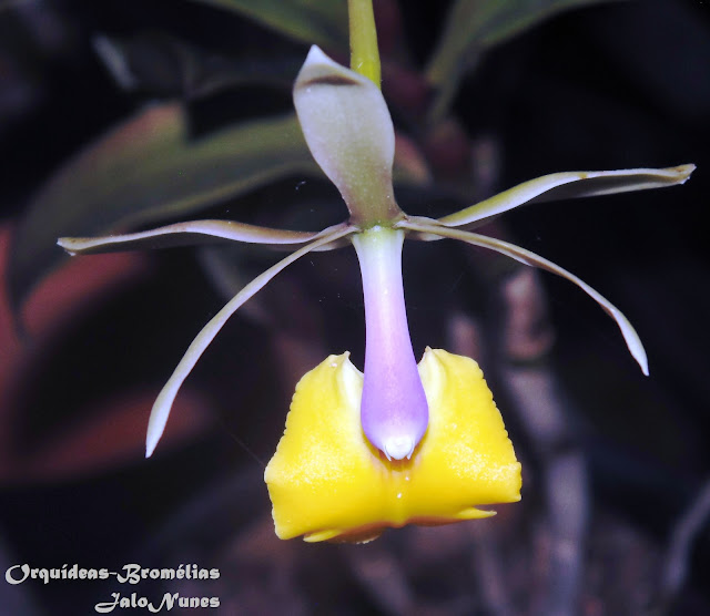 ORQUÍDEAS * BROMÉLIAS: 109 - Orquídea: Epicattleya Rene Marques 'Flame ...