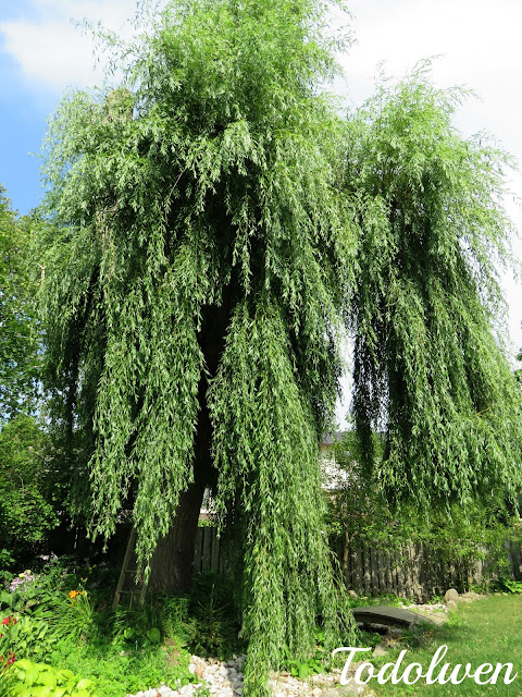 Todolwen: Our Beautiful 'Shorter' Willow Tree