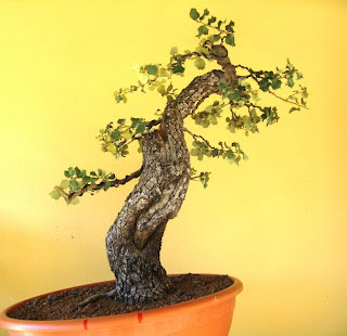 TOMEU MARTORELL... BONSAI: Quercus ilex (Encina).