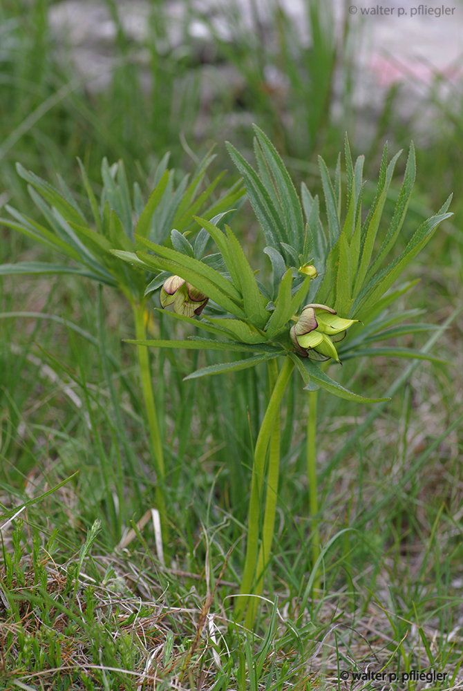 Nature photos from an Amateur Naturalist: Livno, Bosnia and Herzegovina ...