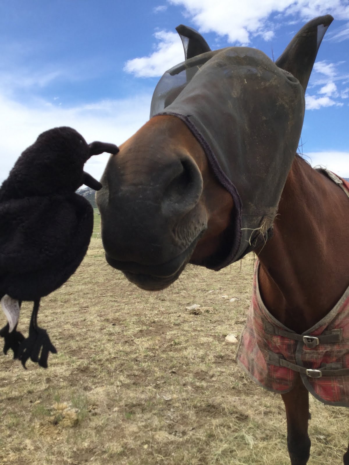 Forevermore The Raven